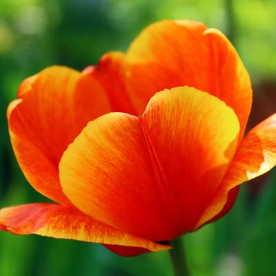 Tulips Bright Petals Warm Flowers Mothers Day .. - KDE Store