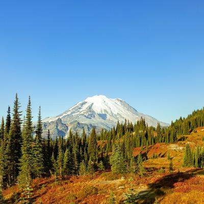 Snow Mountain Jungle Slope Trees Autumn 5K - KDE Store