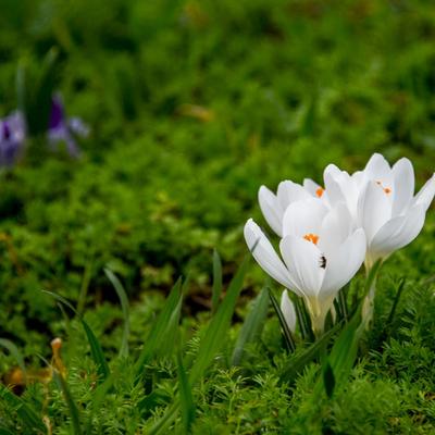 White Orchid 2023 Spring Flowers Petals 5K - KDE Store