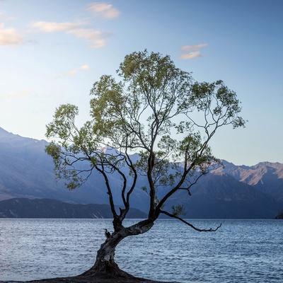 Lake Lonely Tree Wanaka New Zealand 5K - KDE Store