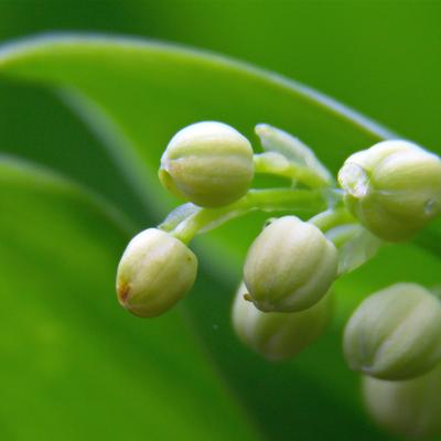Fresh Lily Buds Leaves Green Flower Macro 5K - KDE Store