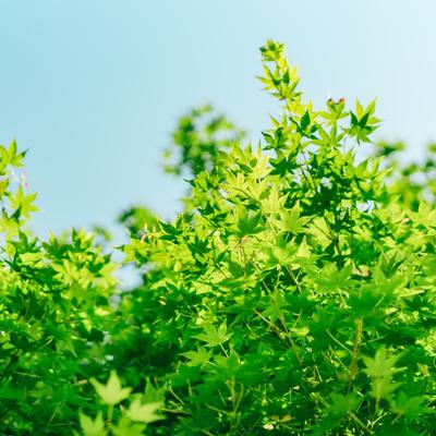 Summer Fresh Green Maple leaves Sunshine 5K Cl.. - KDE Store