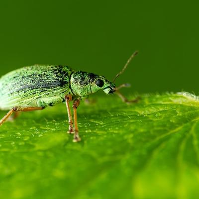 Mini Insect Animal World Green Leaves 5K Close.. - KDE Store