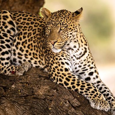 Relaxed Leopard 2021 Botswana National Park 5K.. - KDE Store