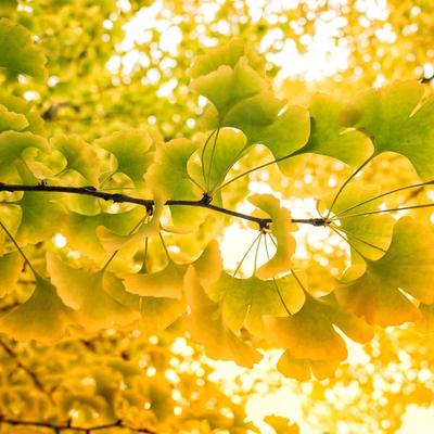 Golden Ginkgo Leaves 2021 Autumn Macro 5K Back.. - KDE Store
