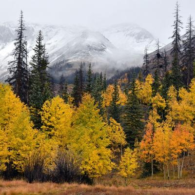 Forest Trees Mountains 2021 Autumn 5K Photo - KDE Store