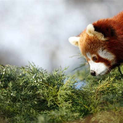 Cute Red Panda 2020 High Quality Desktop - KDE Store