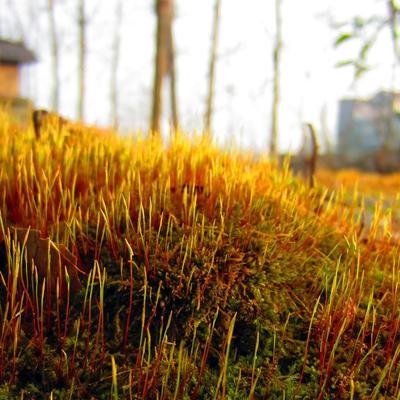 Summer moss closeup 2020 Nature HD Photo - KDE Store