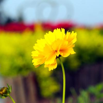 Yellow wild daisy 2019 Featured Desktop Yellow_wild_daisy_20 - KDE Store