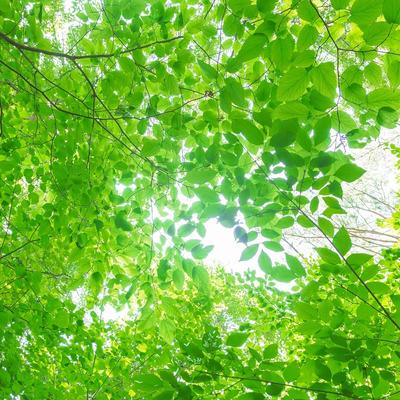Green Leaf Sunlight 2019 High Quality Desktop - KDE Store