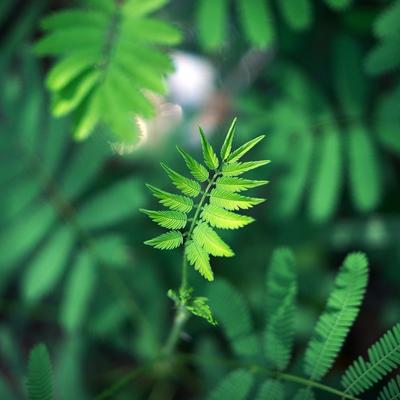 Primitive forest green plant leaves closeup - KDE Store