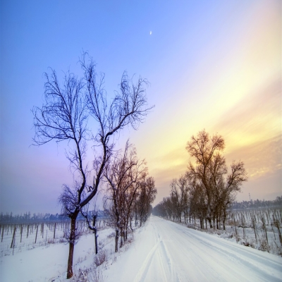 Winter Snow Road Dry Tree Sunset Scenery - KDE Store