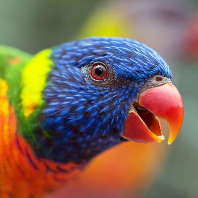Loriini Parrot Cute Bird Animal Closeup - KDE Store