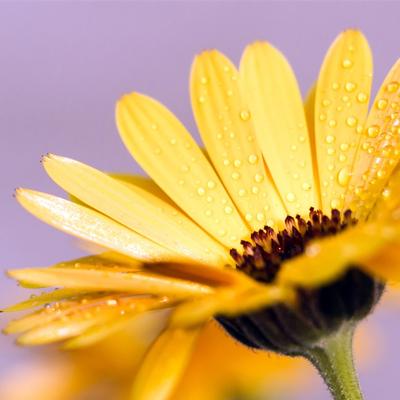 Yellow Chrysanthemum Bloom Drops 4K HD - KDE Store