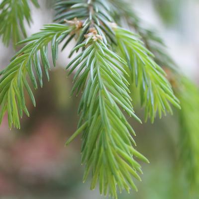 Green Leaf in Close up Photography Full HD - KDE Store