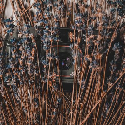 Black and Silver Camera on Brown Dried Leaves Full HD - KDE Store