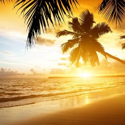 Coconut Tree Near Sea During Sunset Full HD - KDE Store