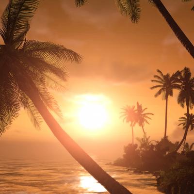 Silhouette of Palm Trees During Sunset Full HD - KDE Store