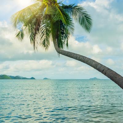 Coconut Tree Near Sea Under Blue Sky During Daytime Full HD - KDE Store
