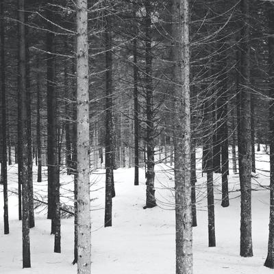 Black And White Forest - KDE Store