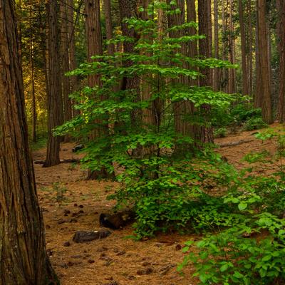 Green Trees and Plants During Daytime Full HD - addons.videolan.org