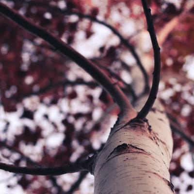 Red and White Leaf Tree Full HD - KDE Store