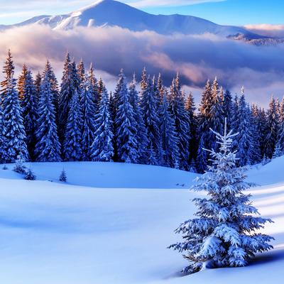 Green Pine Trees on Snow Covered Ground During Daytime Full - KDE Store