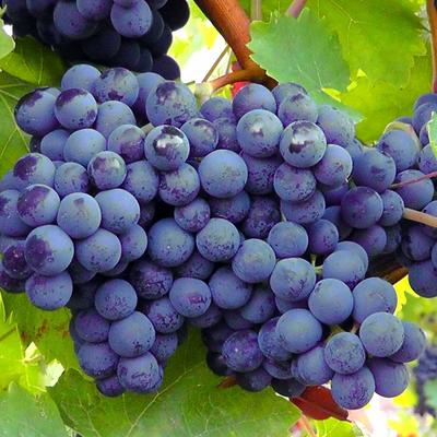Summer ripe purple grape green leaves - KDE Store