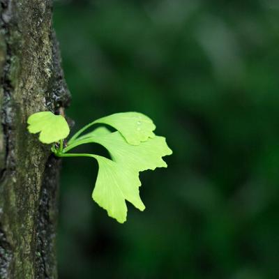Ginkgo Trunk Green Leaf Water Drops Closeup - KDE Store
