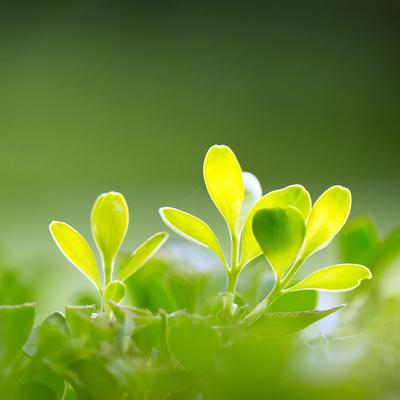 Spring fresh green leaves sunlight closeup - KDE Store