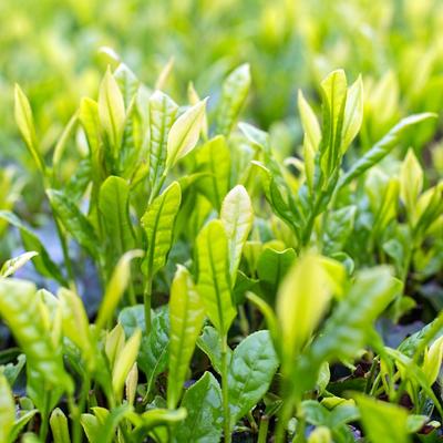 Spring green tea leaves sunlight closeup - KDE Store
