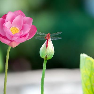 Summer pink lotus green leaf red dragonfly - KDE Store