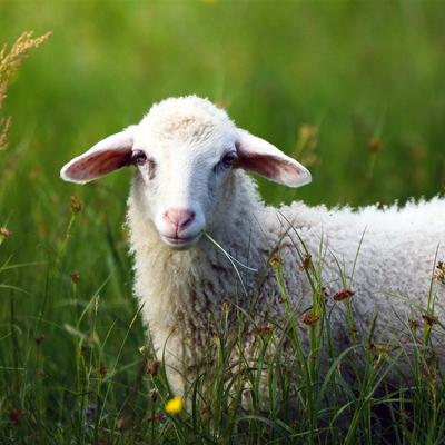 Summer Green Meadow White Sheep 4K Photo - KDE Store