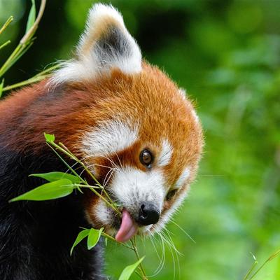 Cute red panda bamboo animal photo - KDE Store