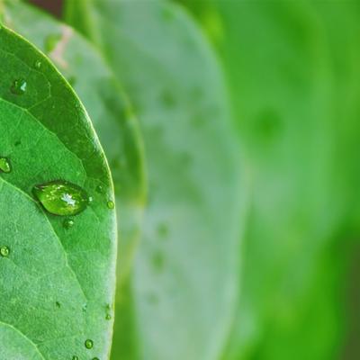 Green Tree Leaf Water Dew 4K HD Closeup - KDE Store
