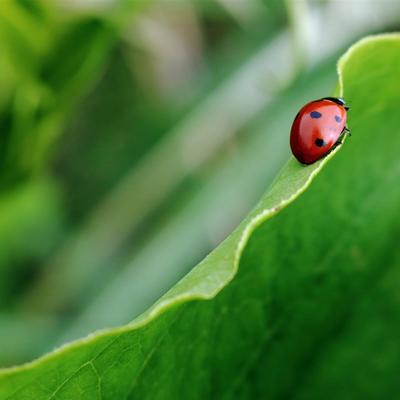 Green Leaves Plants Insect Ladybug Closeup - KDE Store