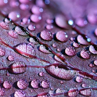 Rainy Water Drops Purple Leaves CloseUp - KDE Store