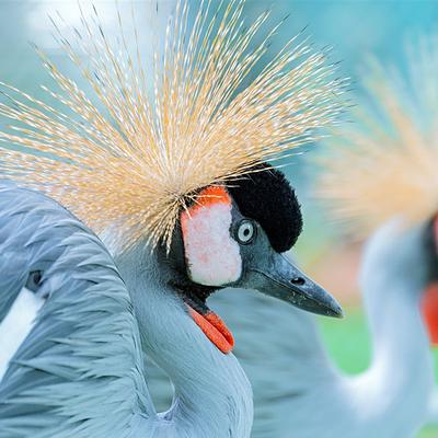 Cute bird animal avian beak 4K photo - KDE Store