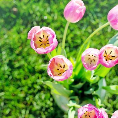 Outdoor blooming purple tulip 4K closeup - KDE Store