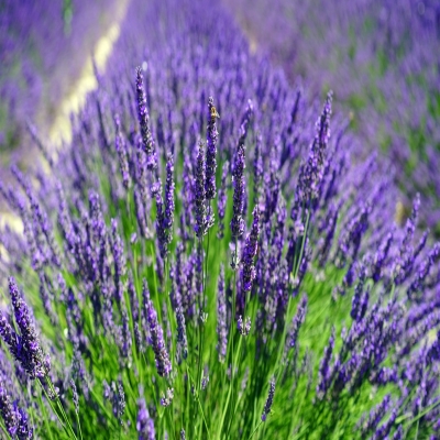 Purple lavender garden planting close-up - KDE Store