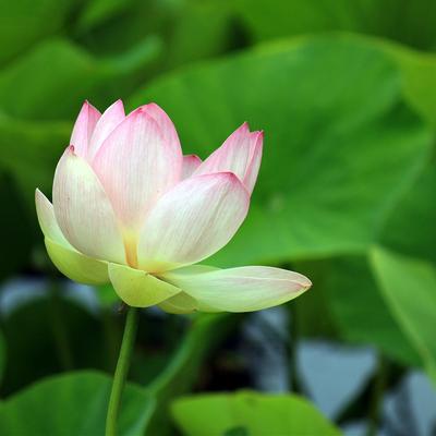2018 Summer White Pink Lotus Blooming Green Le.. - KDE Store