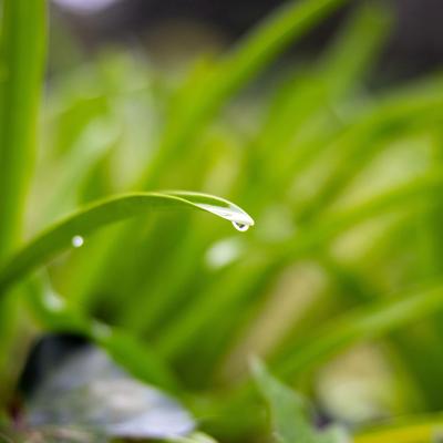 Spring Morning Fresh Grass Dew 5K Closeup - KDE Store