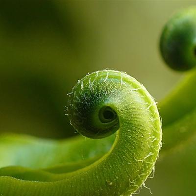 Primitive forest green spiral fern - KDE Store