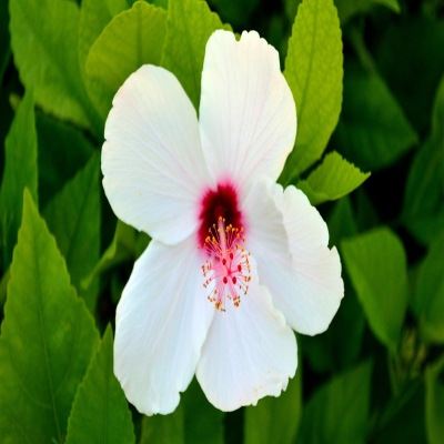 White flower petal plant garden - KDE Store