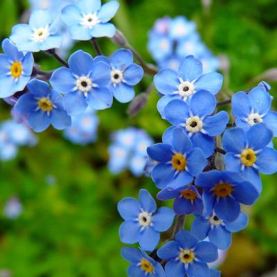 Outdoor blue wildflowers plants closeup - KDE Store