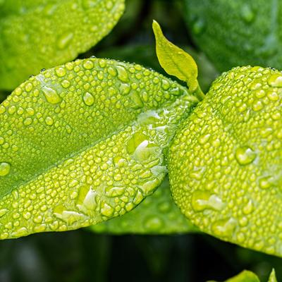 Rainy season fresh leaves water droplets - KDE Store