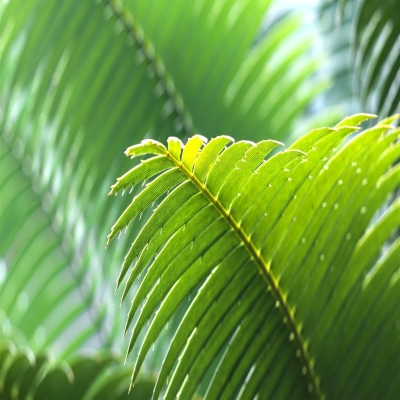 Tropical green palm leaves close-up - KDE Store