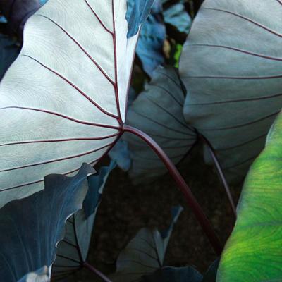 Nature green lotus leaves closeup - KDE Store