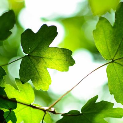 Spring green maple leaves sunlight - KDE Store