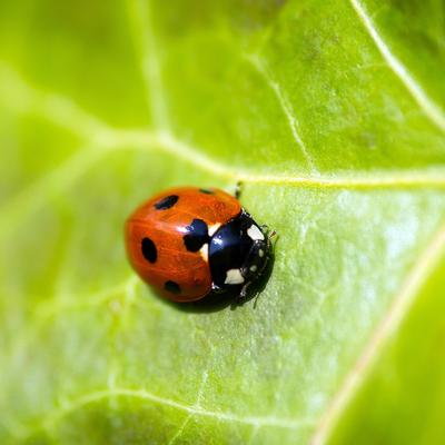 Fresh leaf plant ladybug closeup - KDE Store